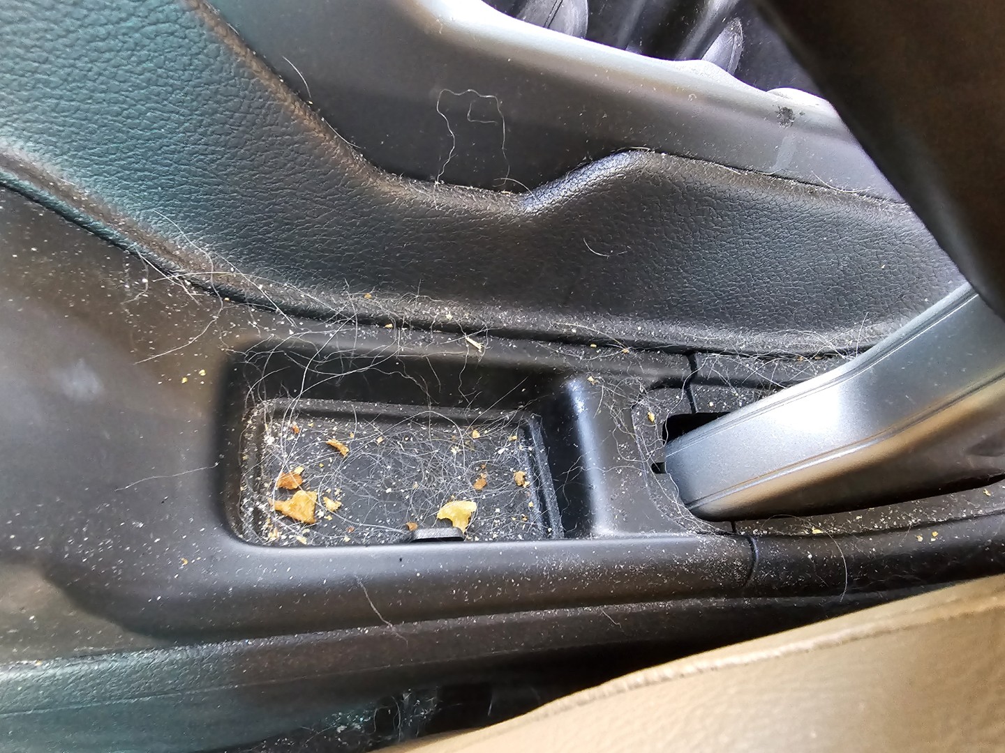 How to Prevent Mold Growth in Your Car’s Interior + Simple Steps and 7 ...